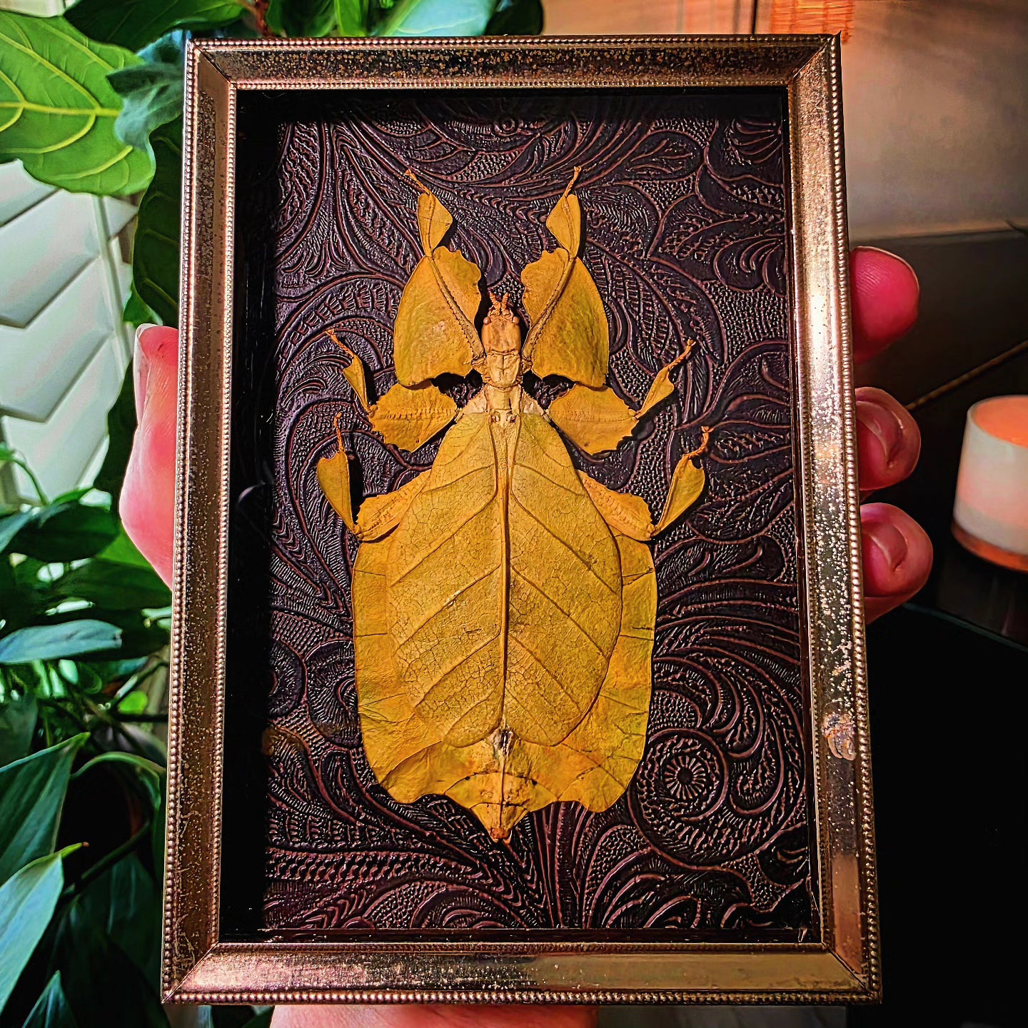 Antique frame with Leaf Bug – Insectique