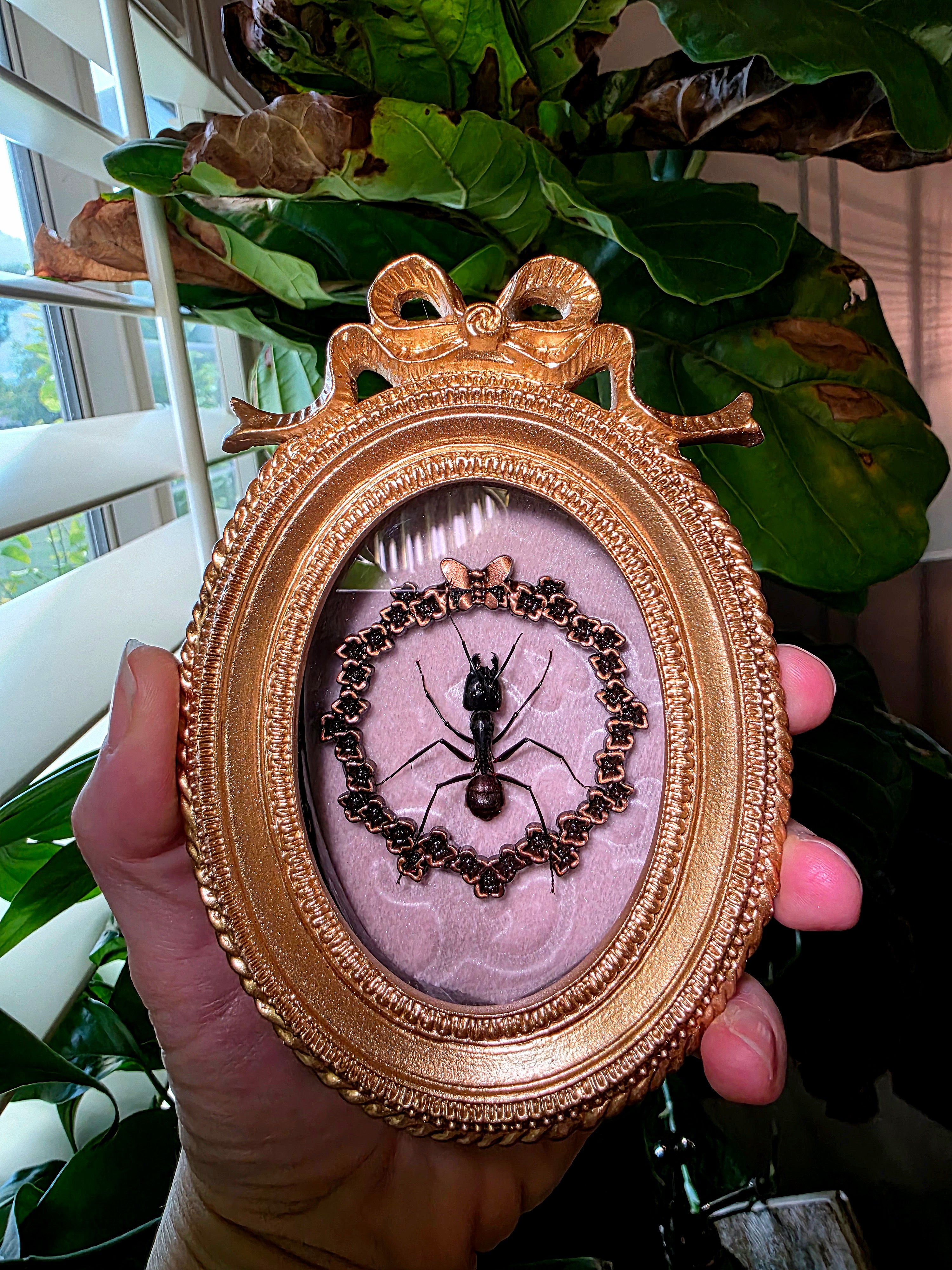 Real Bullet Ant in Gold Bow Frame – Insectique