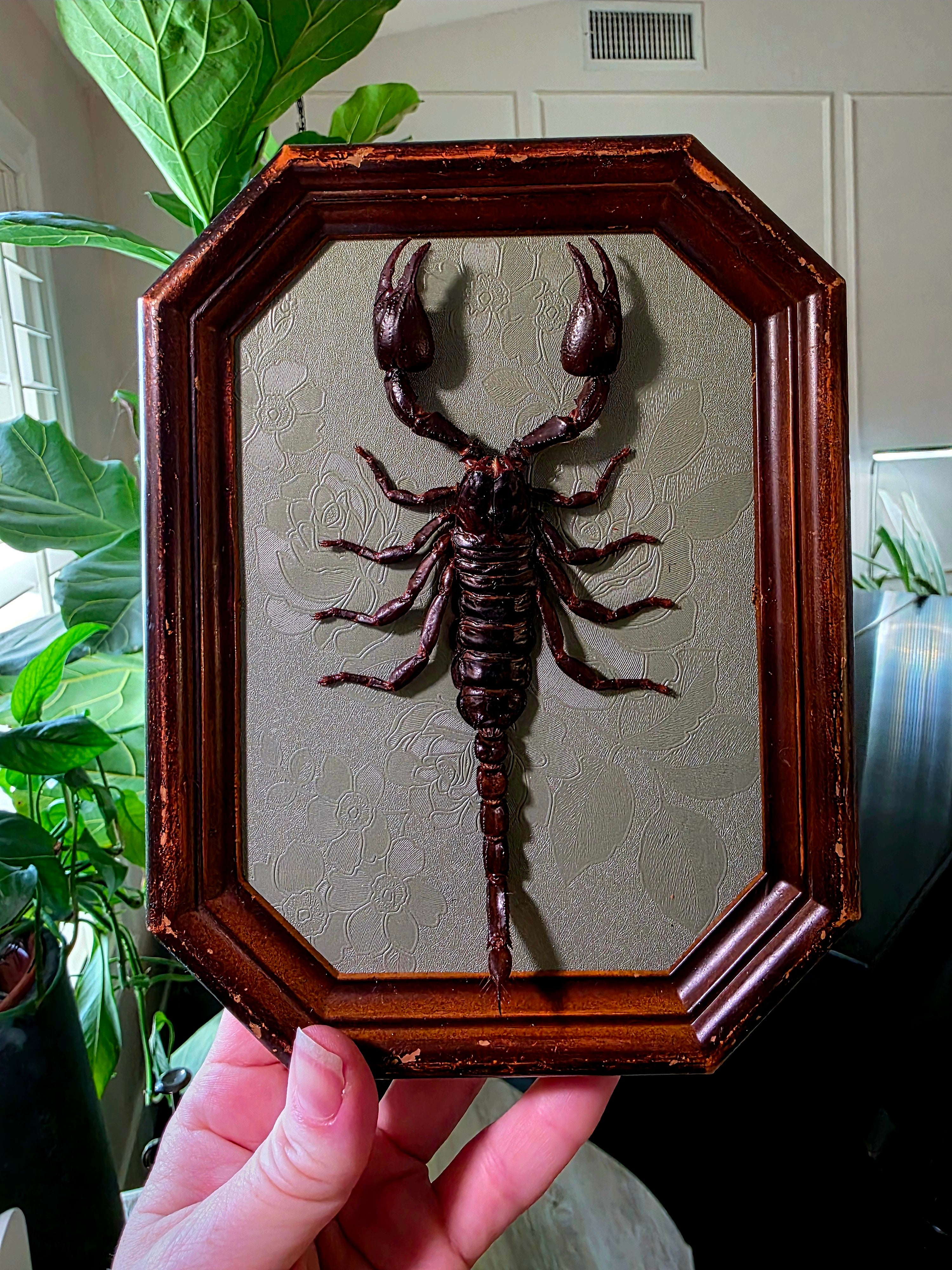 Vintage Shadowbox Frame with Real Scorpion – Insectique